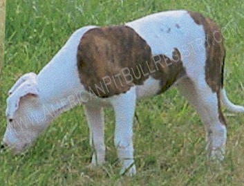 Visit our Live Member Gallery here located at www.PitBullSocial.com ...