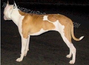 Visit our Live Member Gallery here located at www.PitBullSocial.com ...