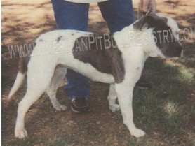 Visit our Live Member Gallery here located at www.PitBullSocial.com ...