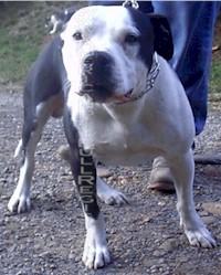 Visit our Live Member Gallery here located at www.PitBullSocial.com ...